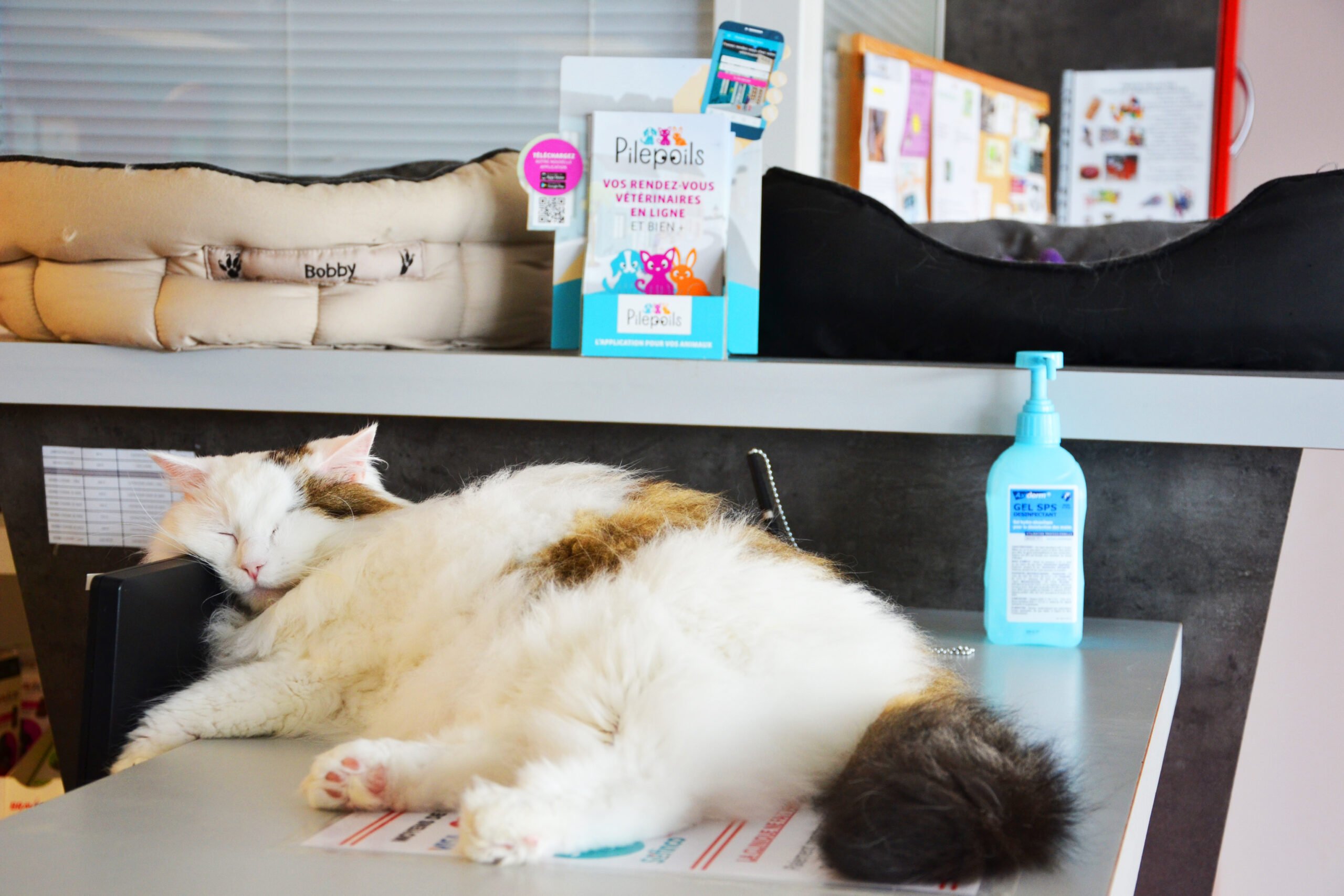 Clinique vétérinaire Aire sur Adour - Anibio